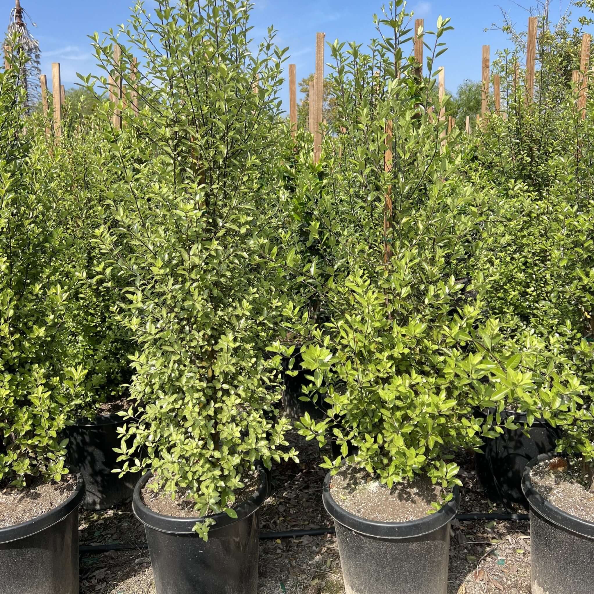 Pittosporum Tenuifolium Hedge Pittosporum Tenuifolium Silver Sheen pittosporum-tenuifolium-hedge-pittosporum-tenuifolium-silver-sheen