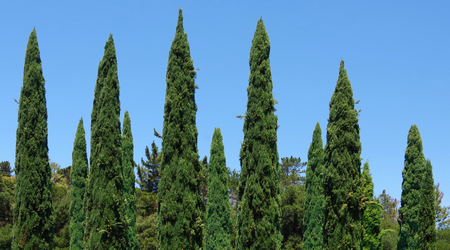 The 6 Best Tall Skinny Trees for Privacy | Plants Express