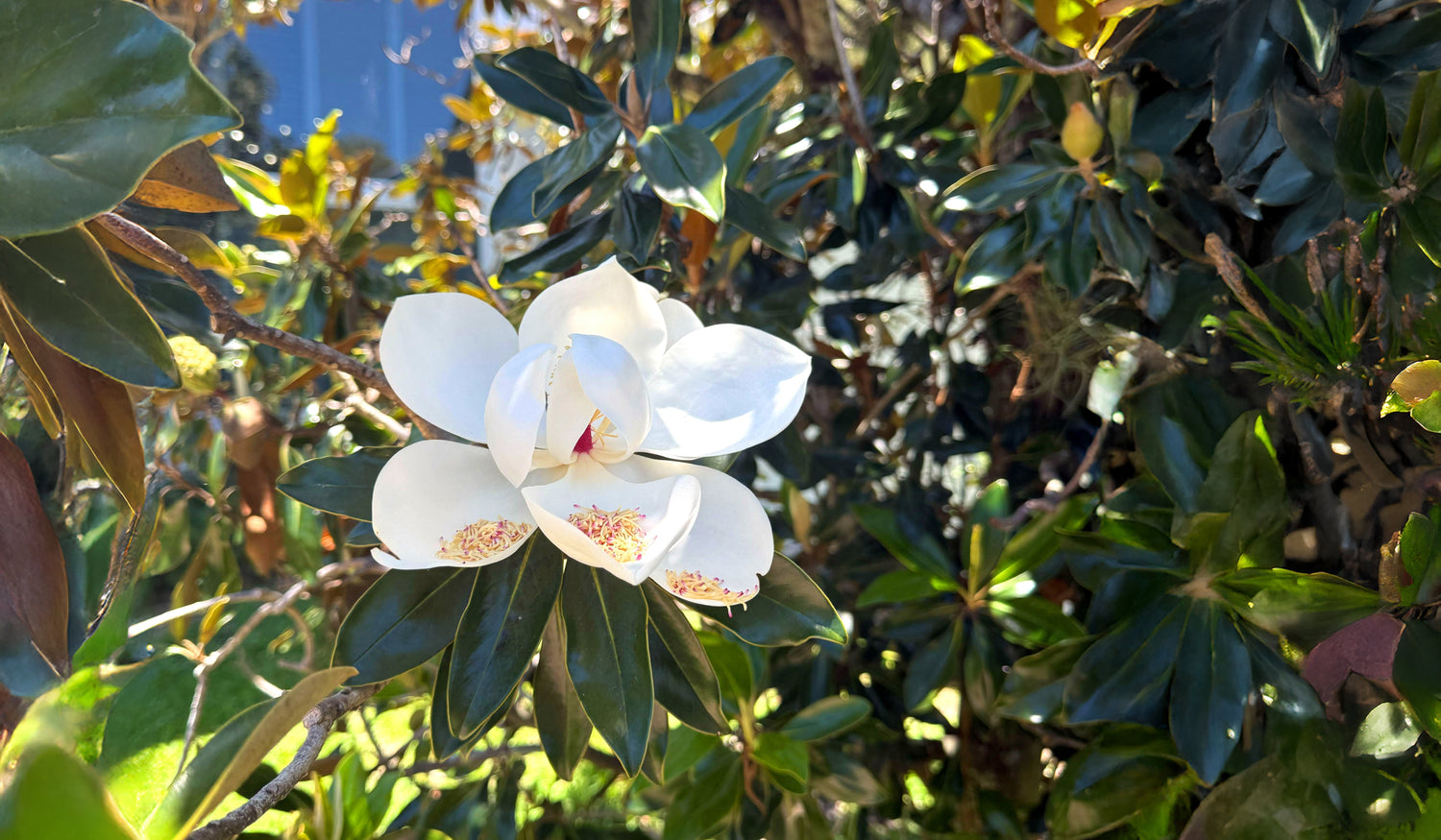5 Magnolia Trees for Your Home | Plants Express