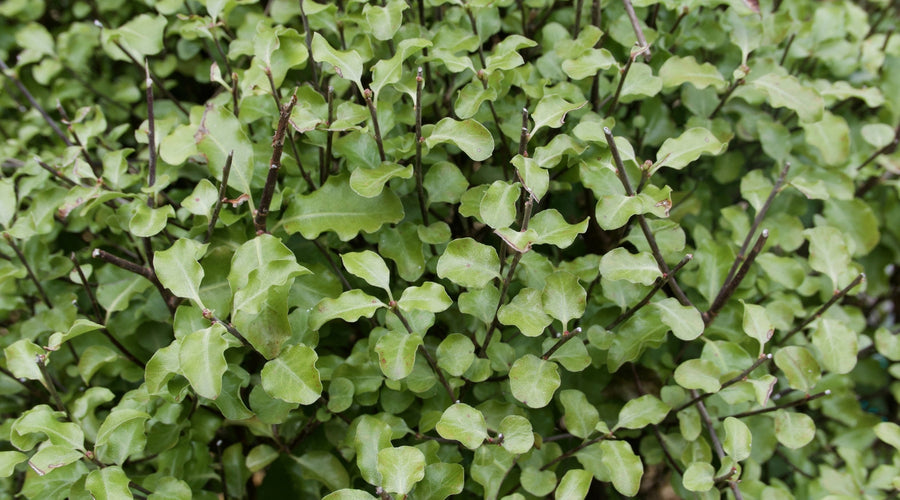 The Appeal of Pittosporum Silver Sheen | Plants Express