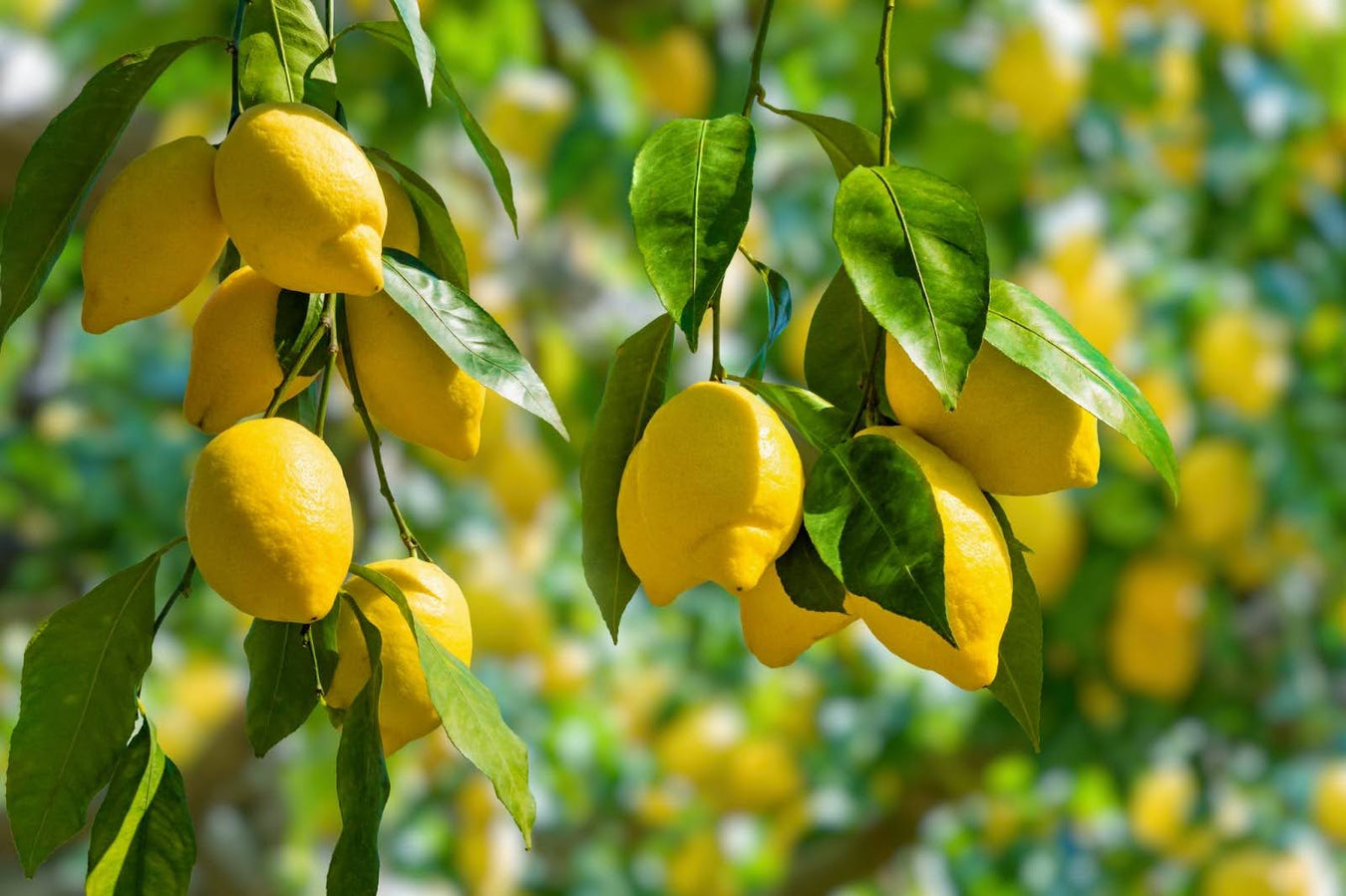 Different Types of Lemon Trees | Plants Express