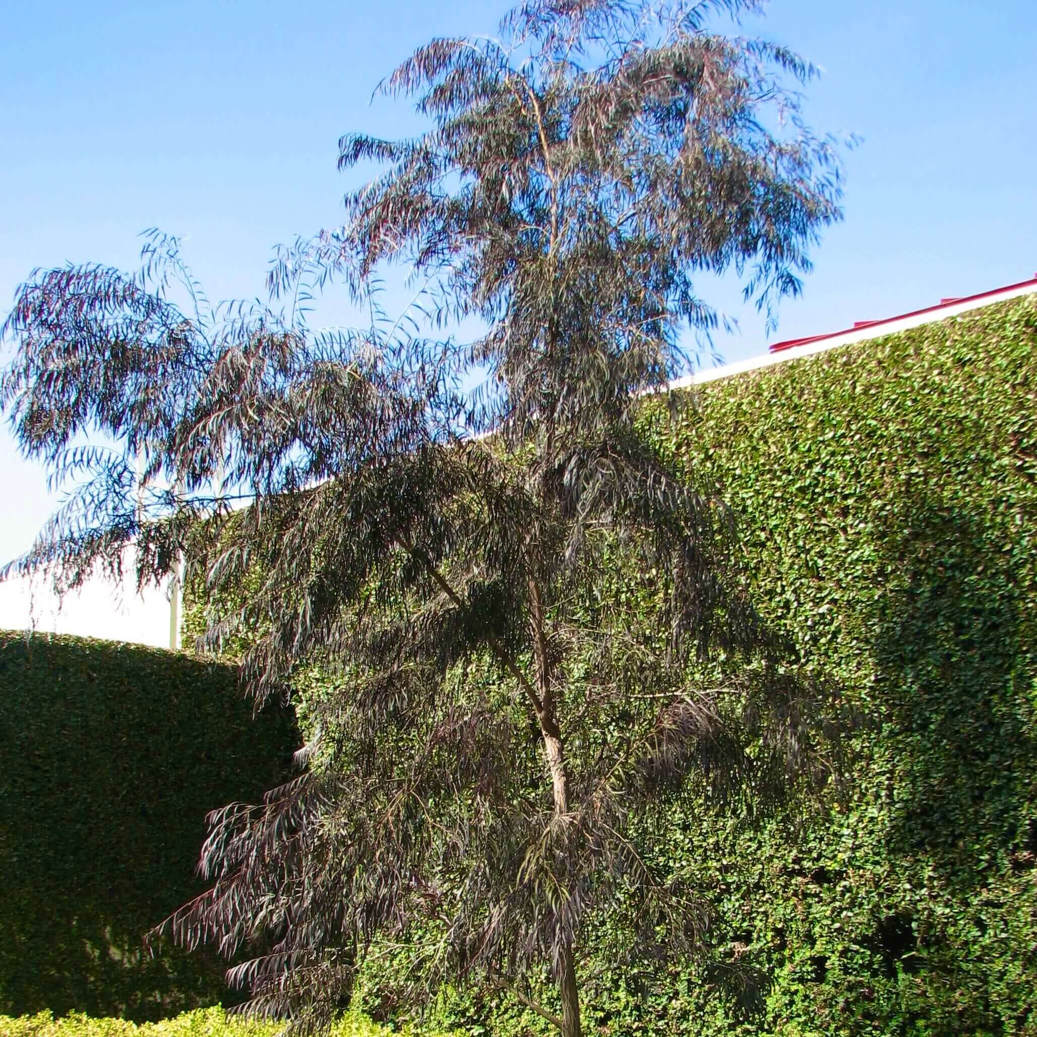 Buy Willow Trees Online | Plants Express