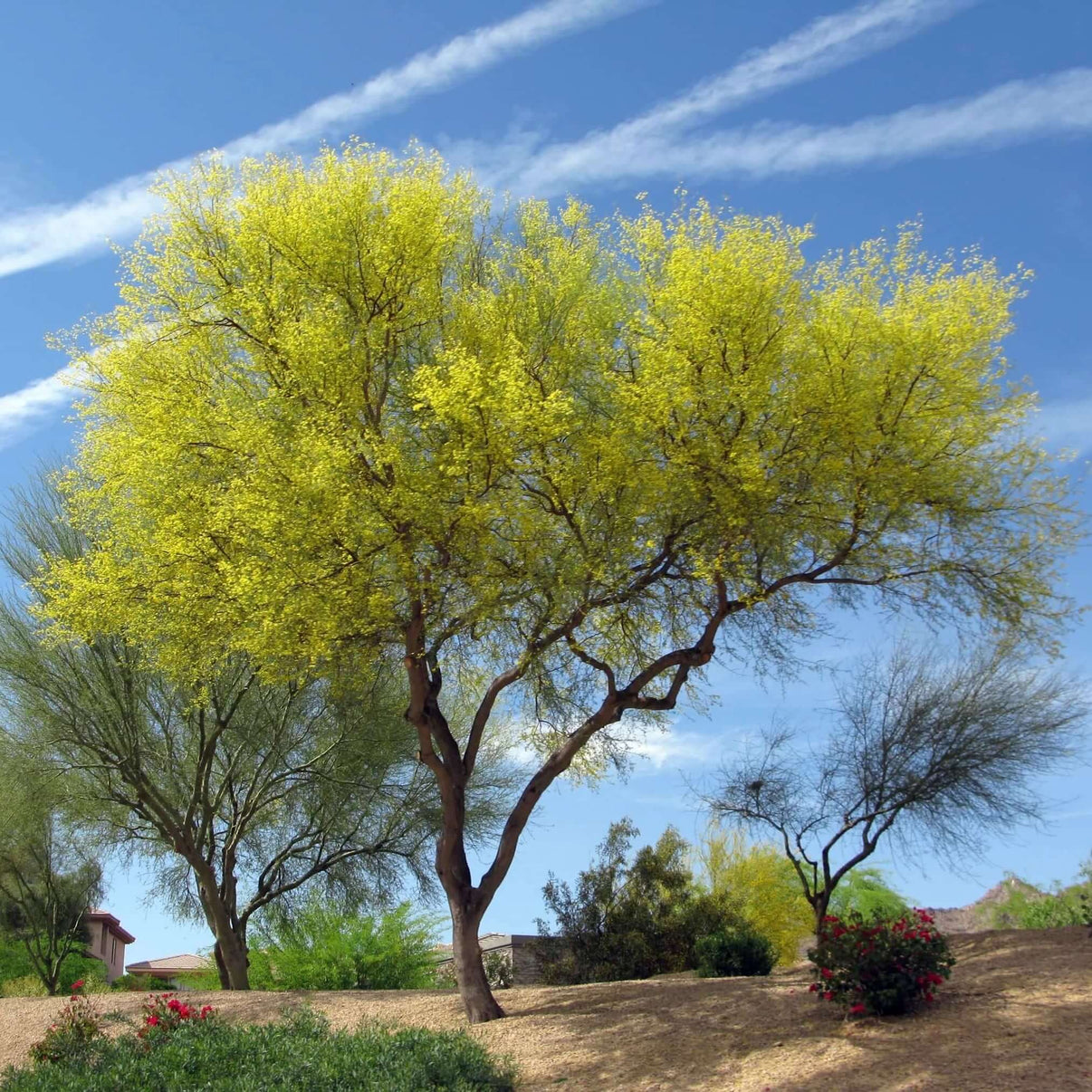 Water Wise Trees for California - Plants Express