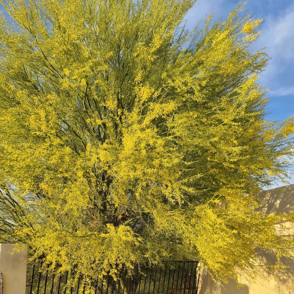 Cercidium Trees for Sale | Buy Online at Plants Express