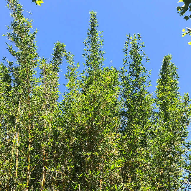 Premium Bamboo Trees Collection | Plants Express