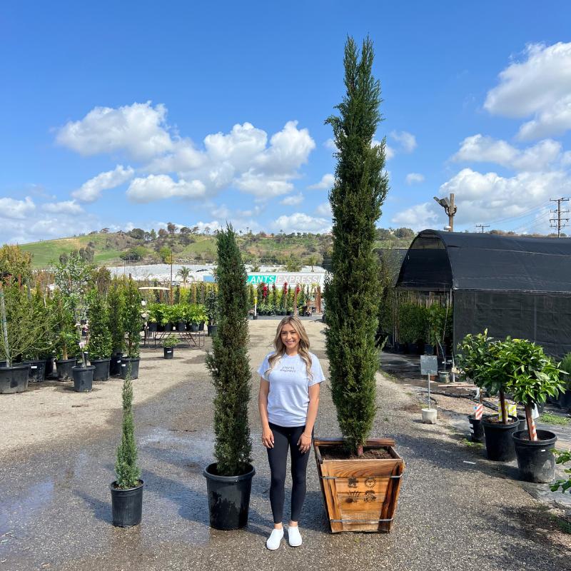 Premium Hedges Size Matters Collection | Plants Express