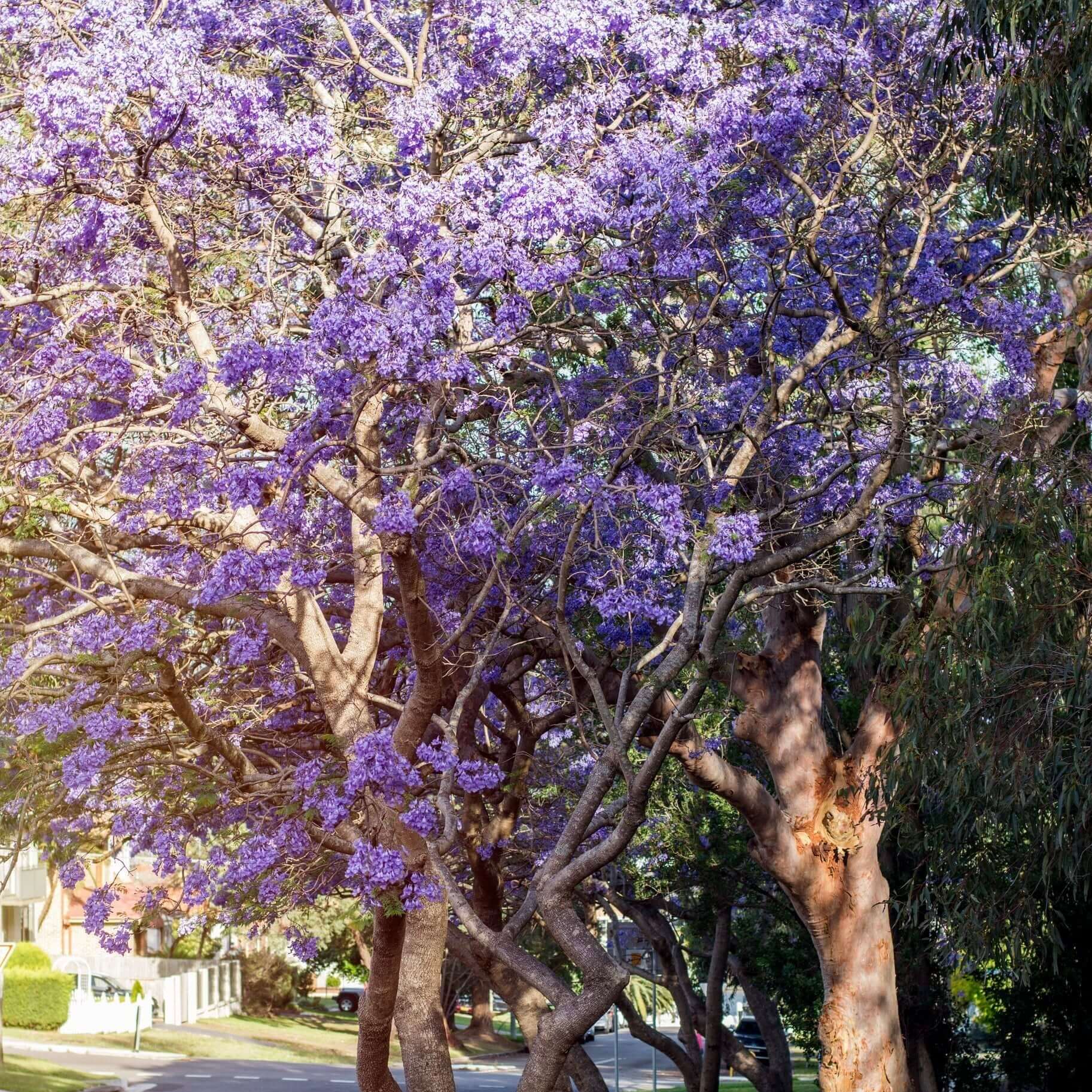 Trees with Purple Flowers | Plants Express