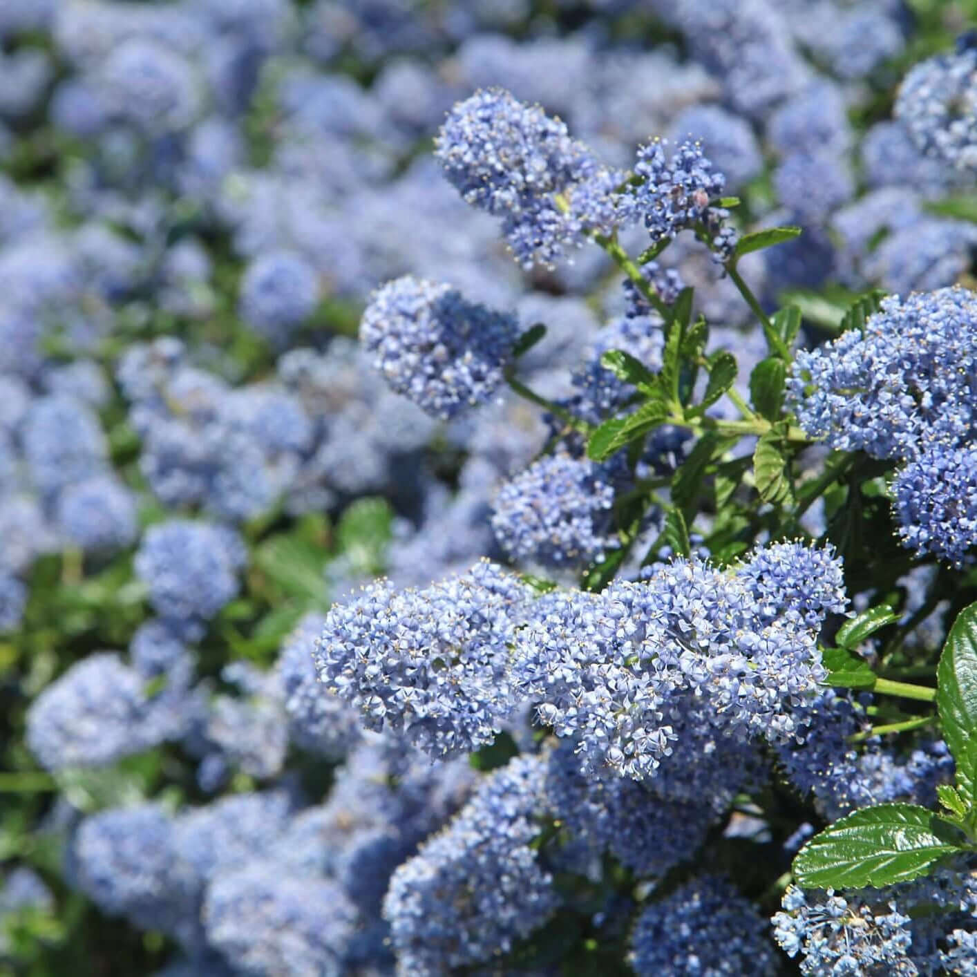 California Lilac | Drought-Tolerant Flowering Shrubs | Plants Express