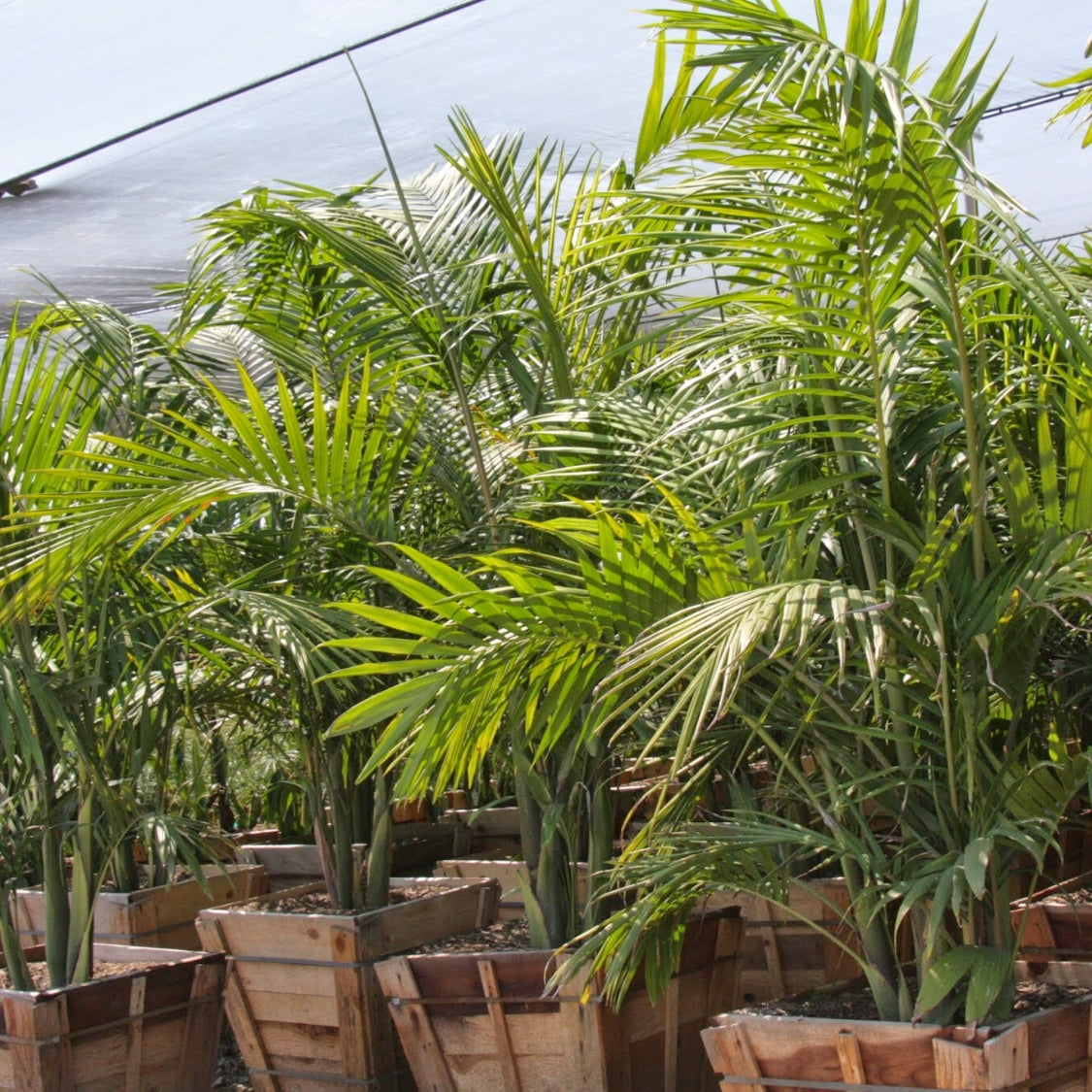 California Palm Trees | Plants Express