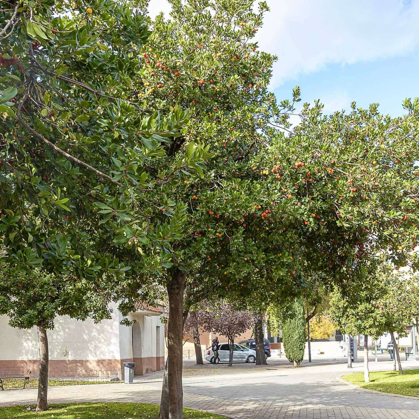 Arbutus Trees – Plants Express