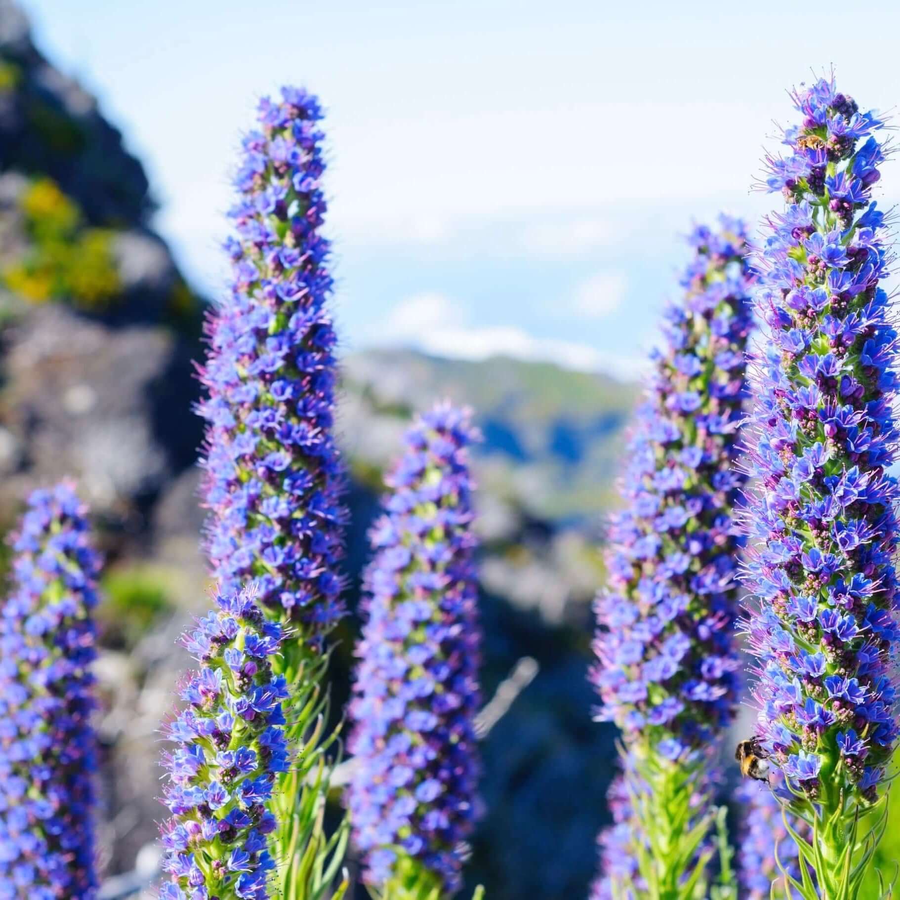 Echium – Plants Express
