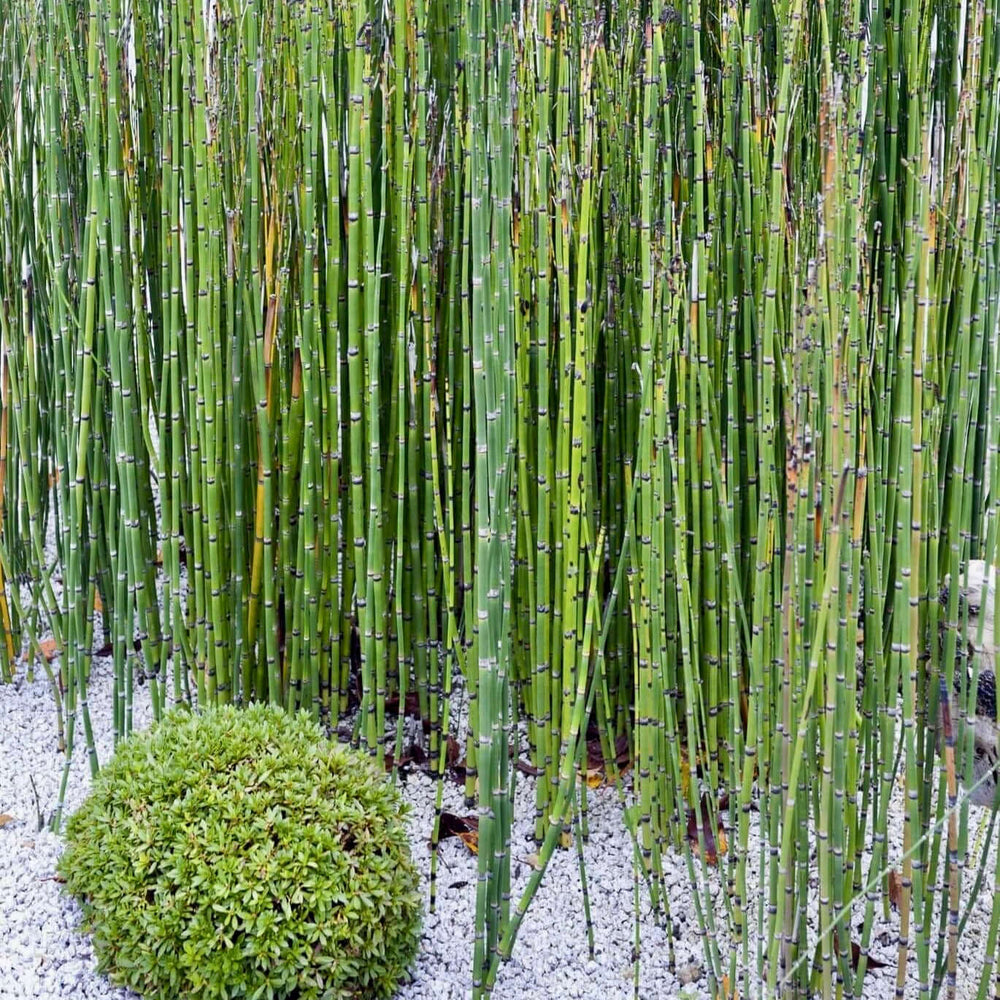 Grasses & Bamboo | www.PlantsExpress.com