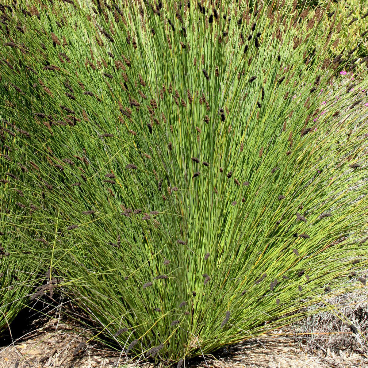 Cape Rush – Plants Express