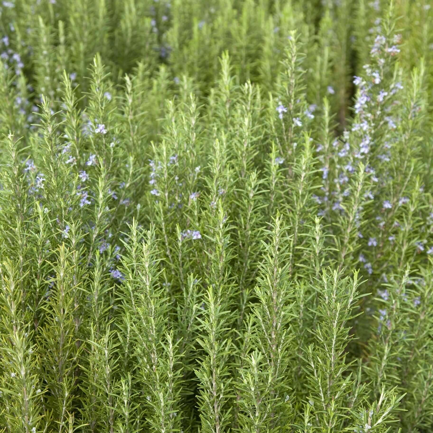Flowering Hedges & Privacy Shrubs - PlantsExpress.com – Plants Express