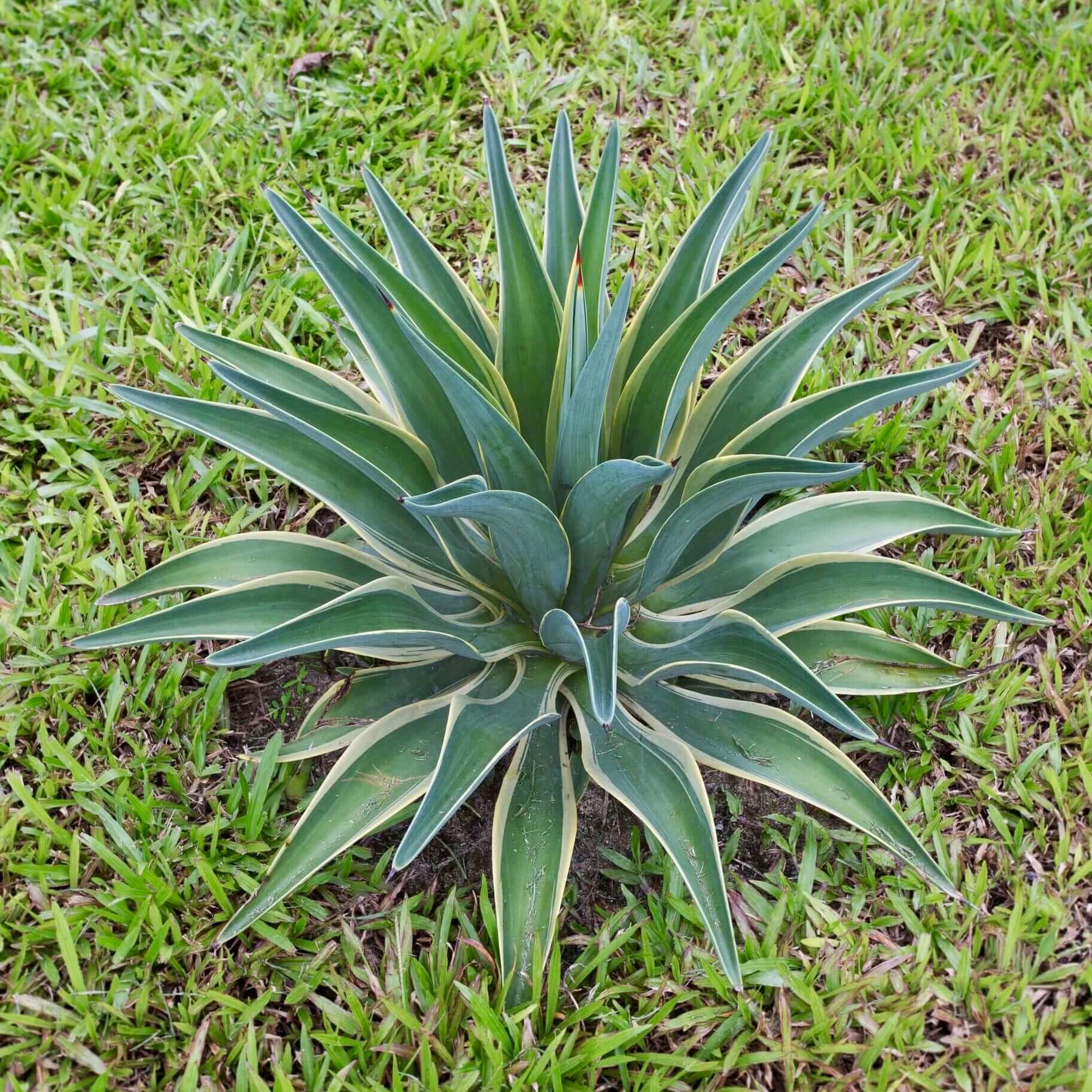 Colorful Foliage House & Patio Plants | Plants Express