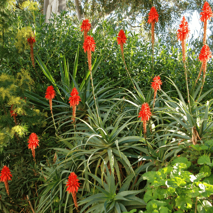 Torch Aloe (Aloe arborescens) - PlantsExpress.com