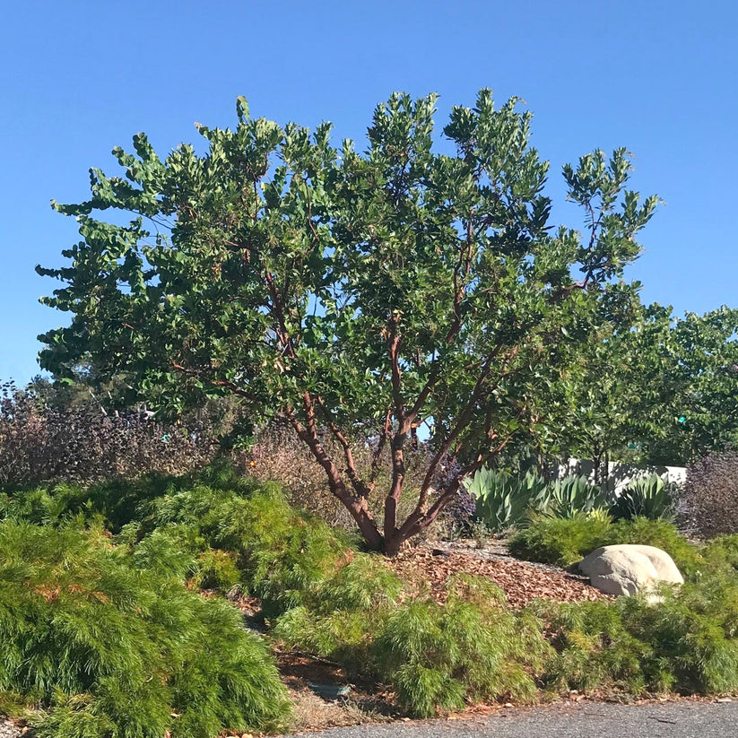 Marina Strawberry Tree Multi | Plants Express