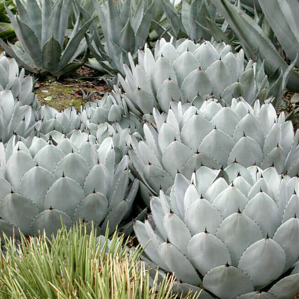 Artichoke Agave Plants Express
