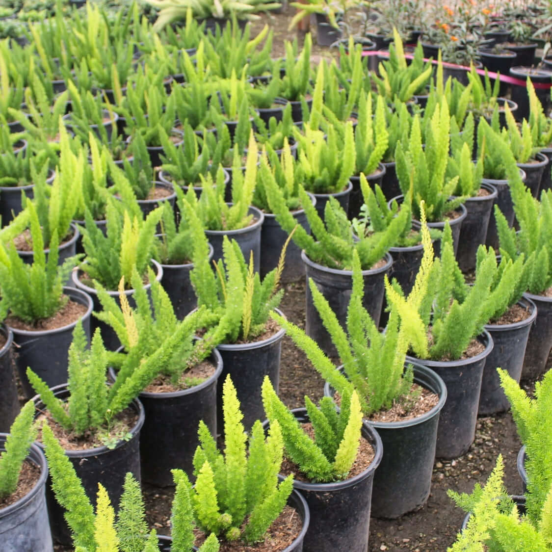 Foxtail Fern | PlantsExpress.com