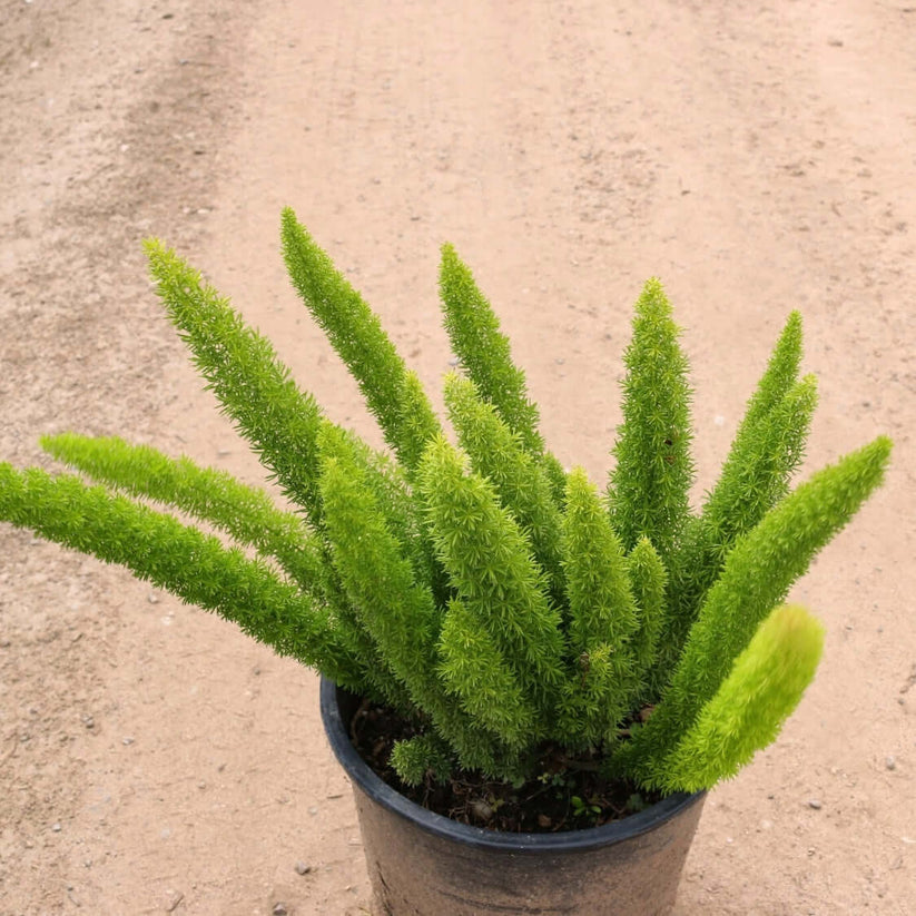 Foxtail Fern | PlantsExpress.com