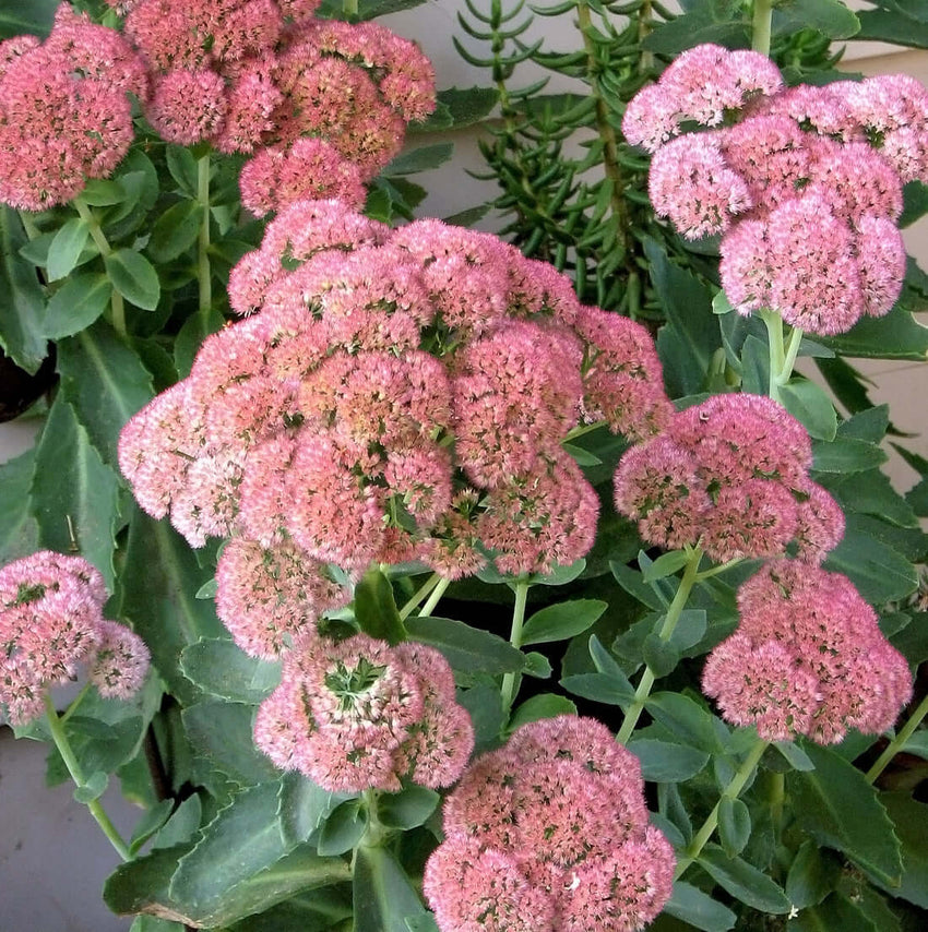 Autumn Joy Sedum (Hylotelephium spectabile Autumn Joy) – Plants Express