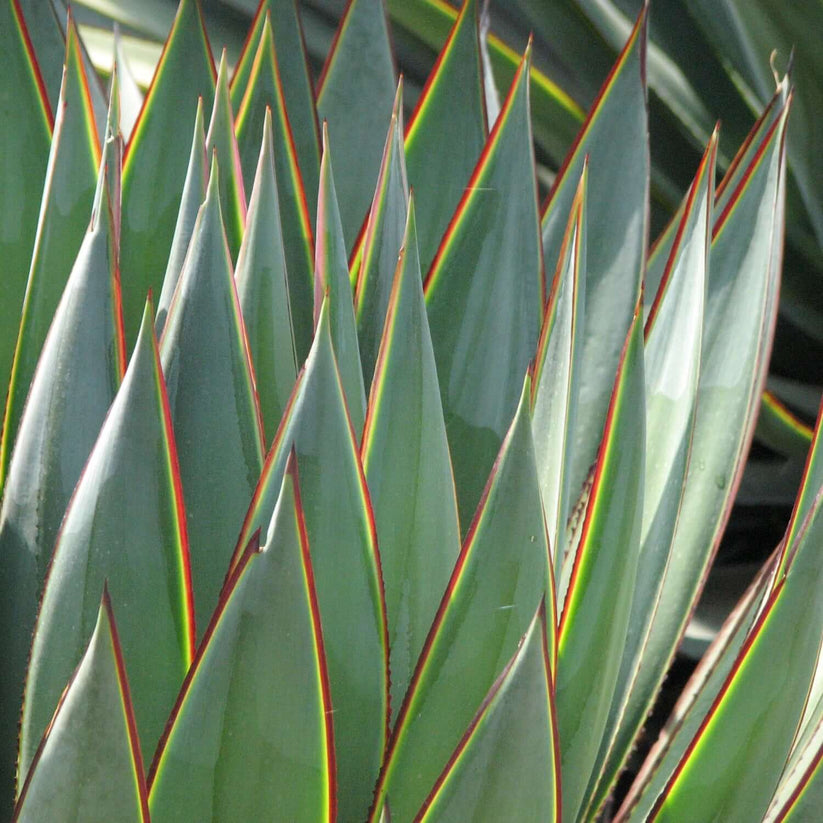 Agave Blue Glow | www.PlantsExpress.com