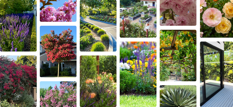 Plants Express - California's Premier Online Nursery
