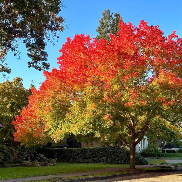 Chinese Pistache Tree | Plants Express
