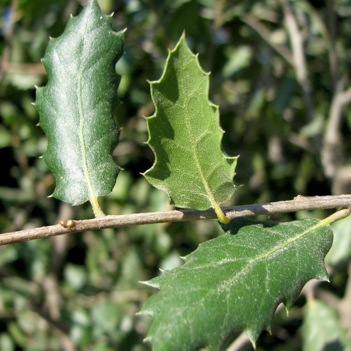 Coast Live Oak (Quercus agrifolia) – Plants Express