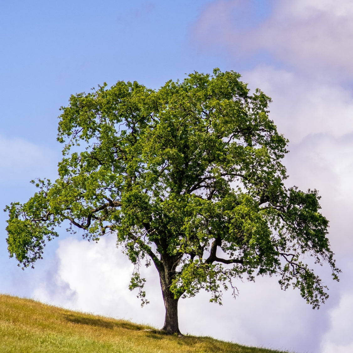 Coast Live Oak (Quercus agrifolia) – Plants Express