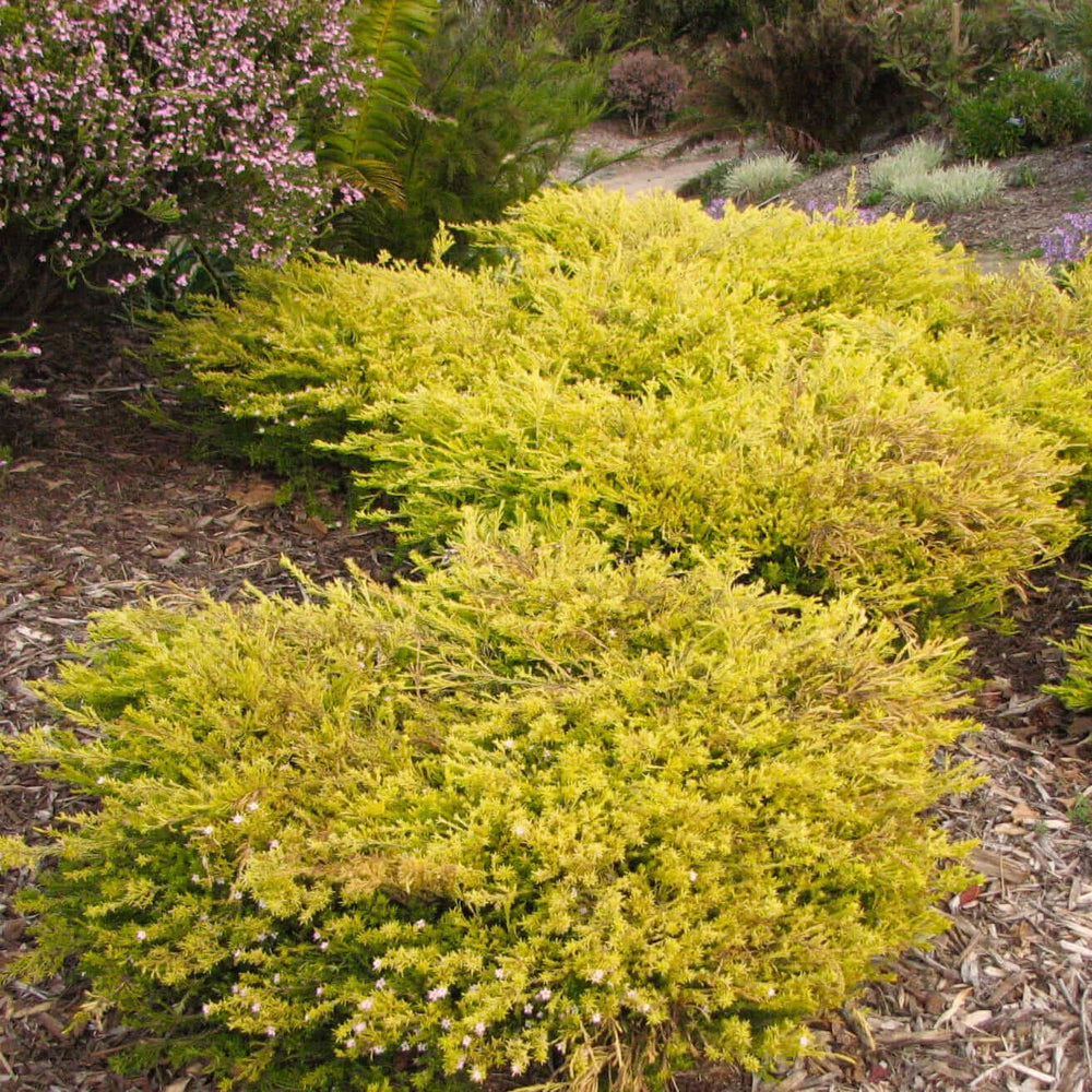 Quality Shrubs for Sale | Plants Express