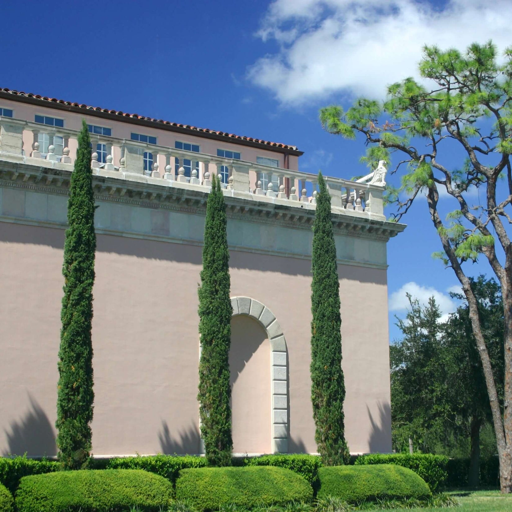 The 6 Best Tall Skinny Trees for Privacy | Plants Express