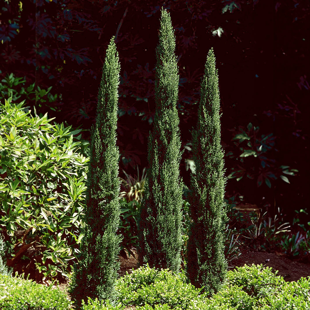 Wilton's Blue Rug Juniper - PlantsExpress.com