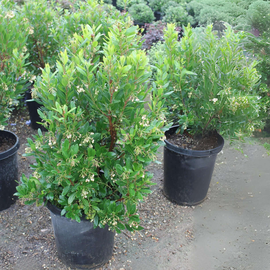 Strawberry Tree | Evergreen Flowering Tree | Plants Express