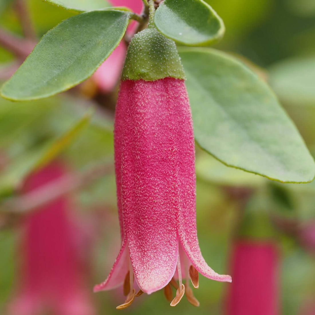 Red Australian Fuchsia (Correa 'Dusky Bells')