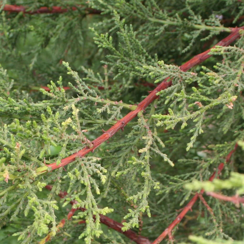 Monterey Cypress Tree | Plants Express