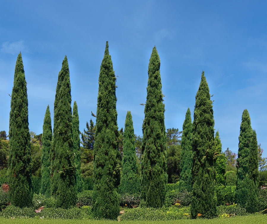 Trees for Sale | PlantsExpress.com – Plants Express