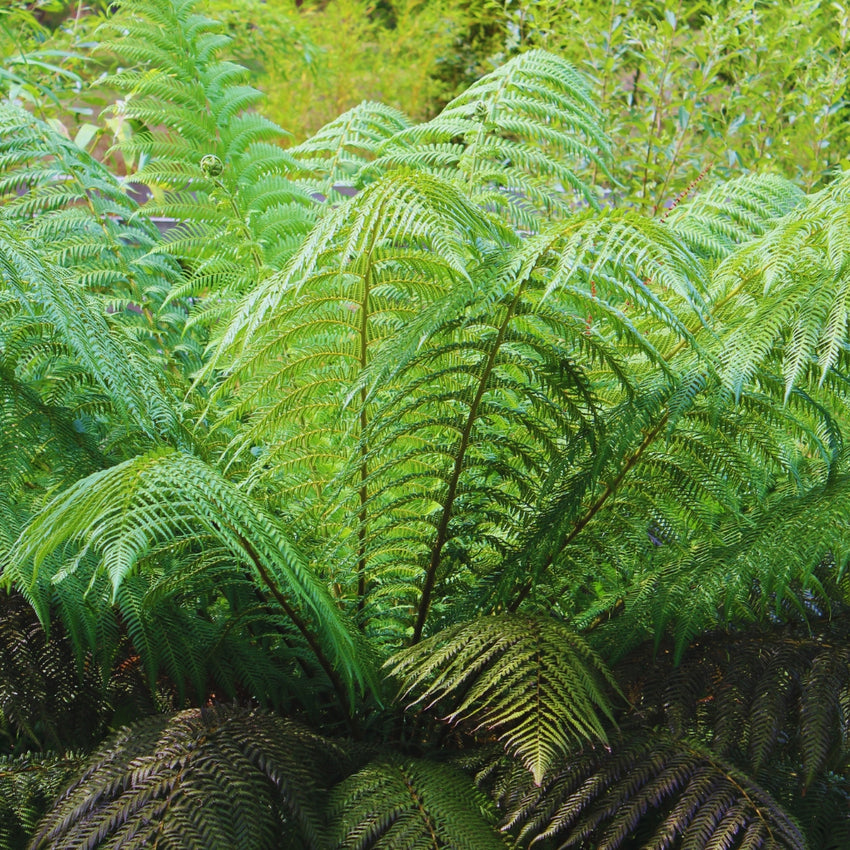 Tasmanian Tree Fern (Dicksonia antarctica) – Plants Express