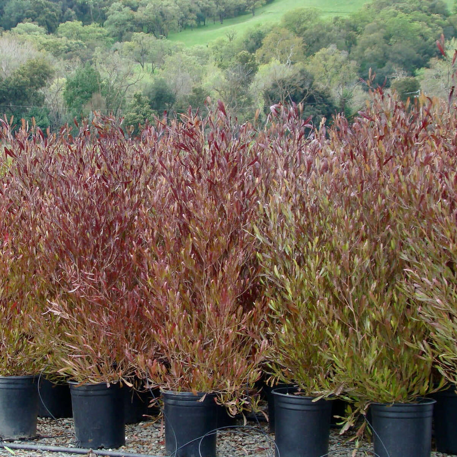 Dodonaea – Plants Express