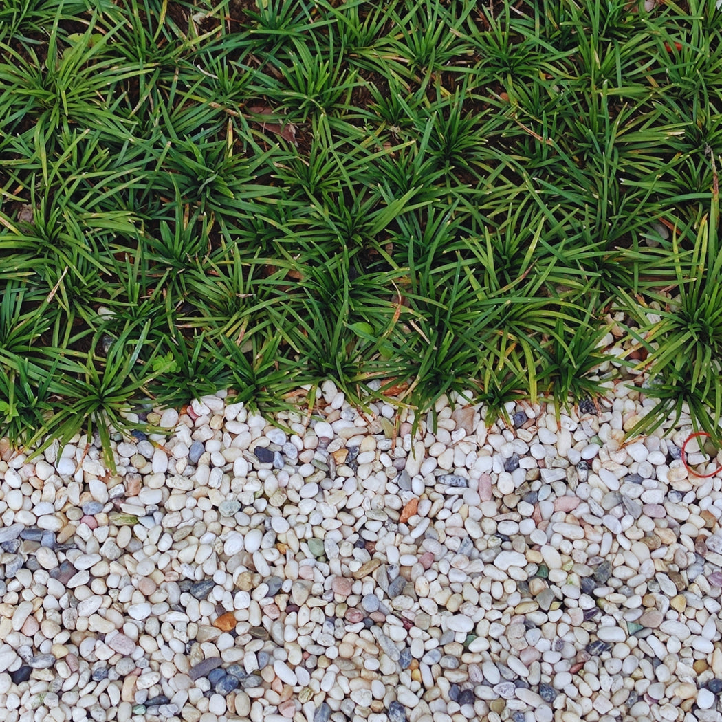 Dwarf Mondo Grass (Ophiopogon japonicus) – Plants Express
