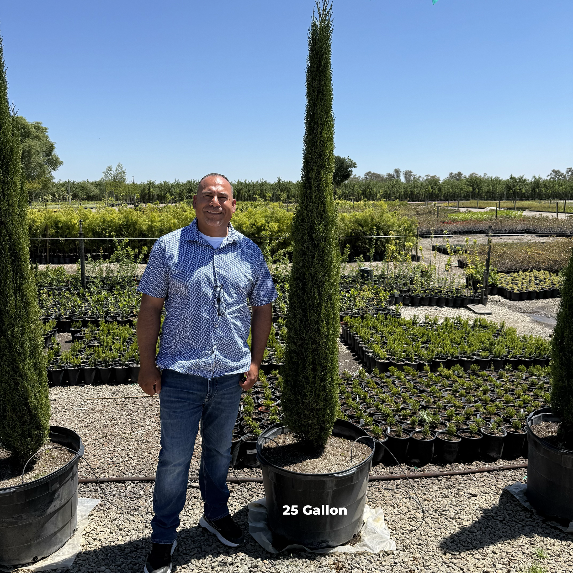 Growing and Caring for Italian Cypress | Plants Express