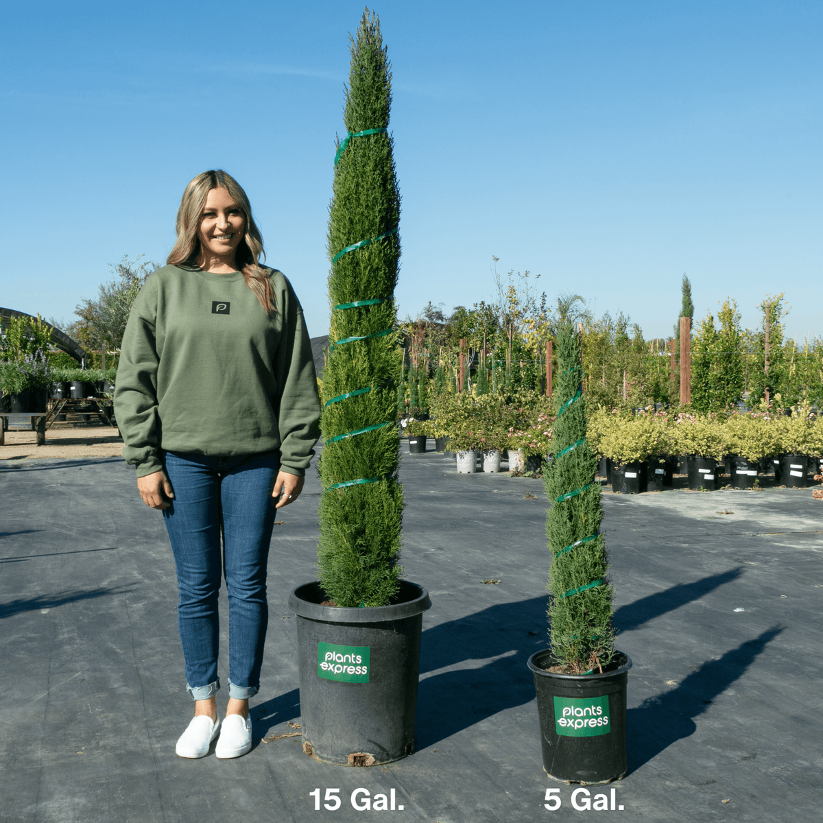 The 6 Best Tall Skinny Trees for Privacy | Plants Express