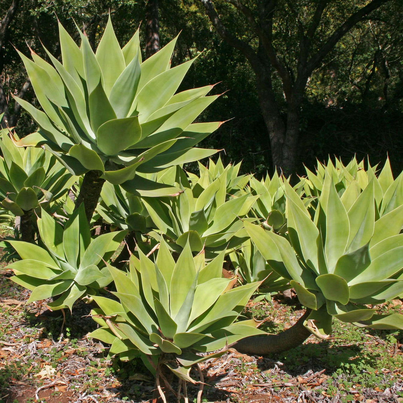 Fox Tail Agave | Plants Express
