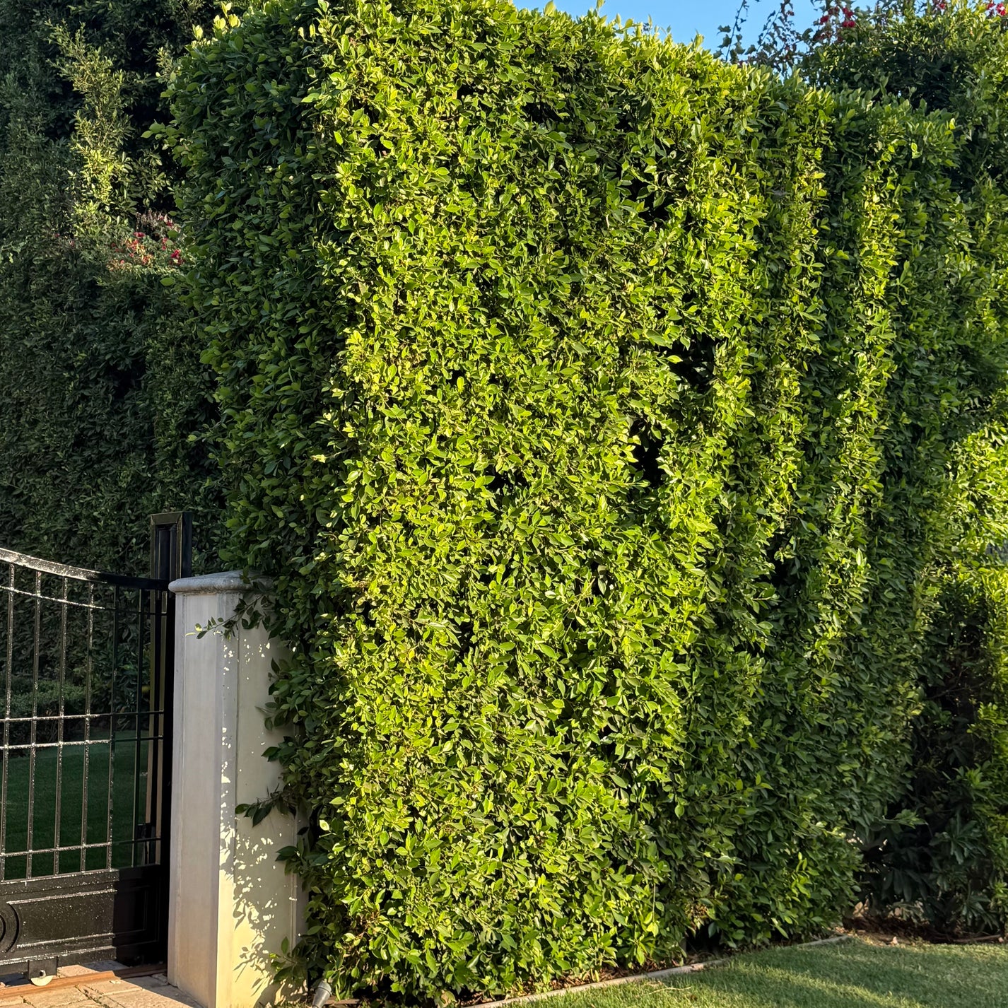 Indian Laurel Columns for Privacy | Plants Express