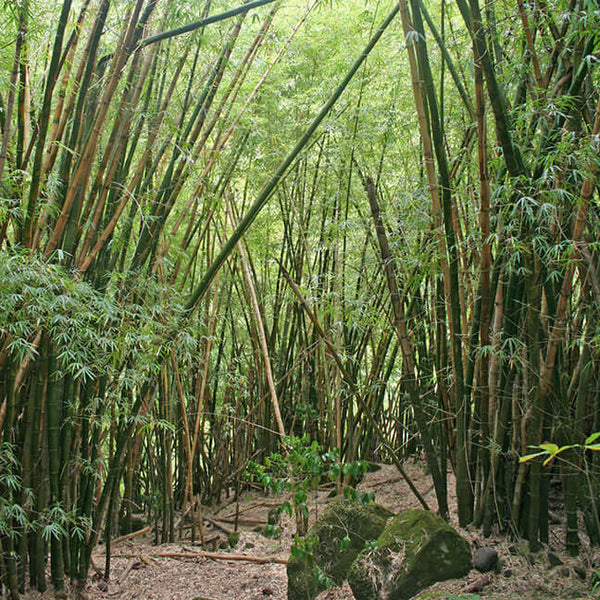 Giant Timber Bamboo | Plants Express