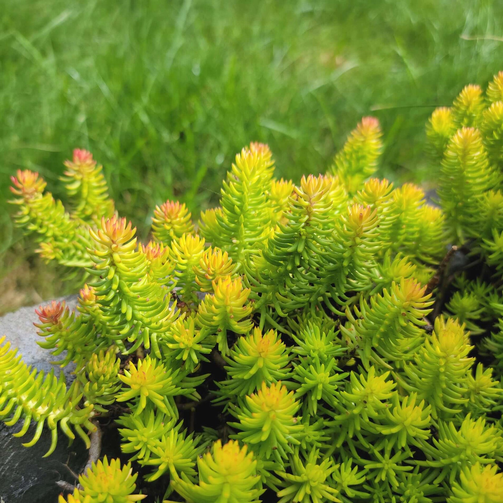 Golden Sedum | PlantsExpress.com