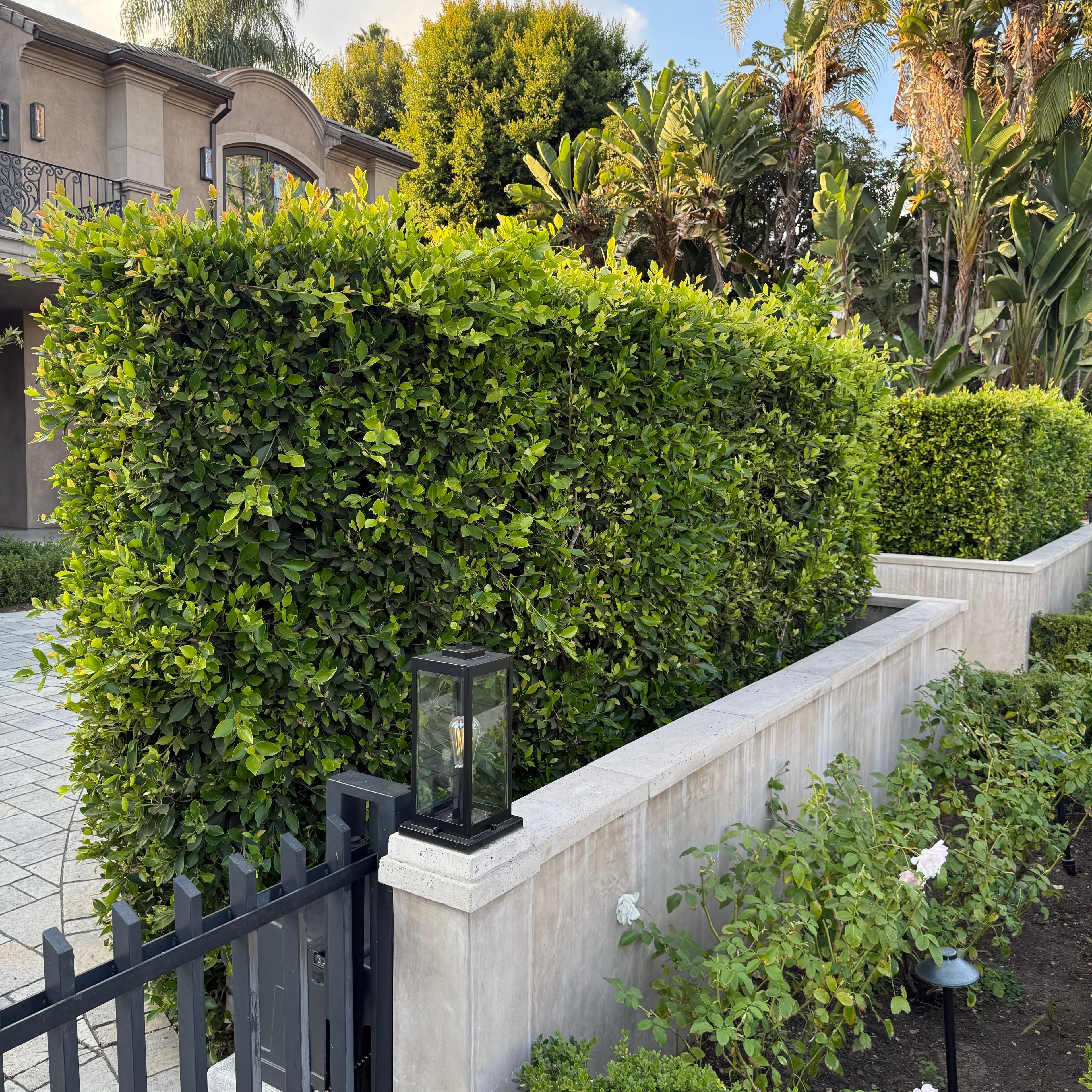 Plants Express Sale | PlantsExpress.com