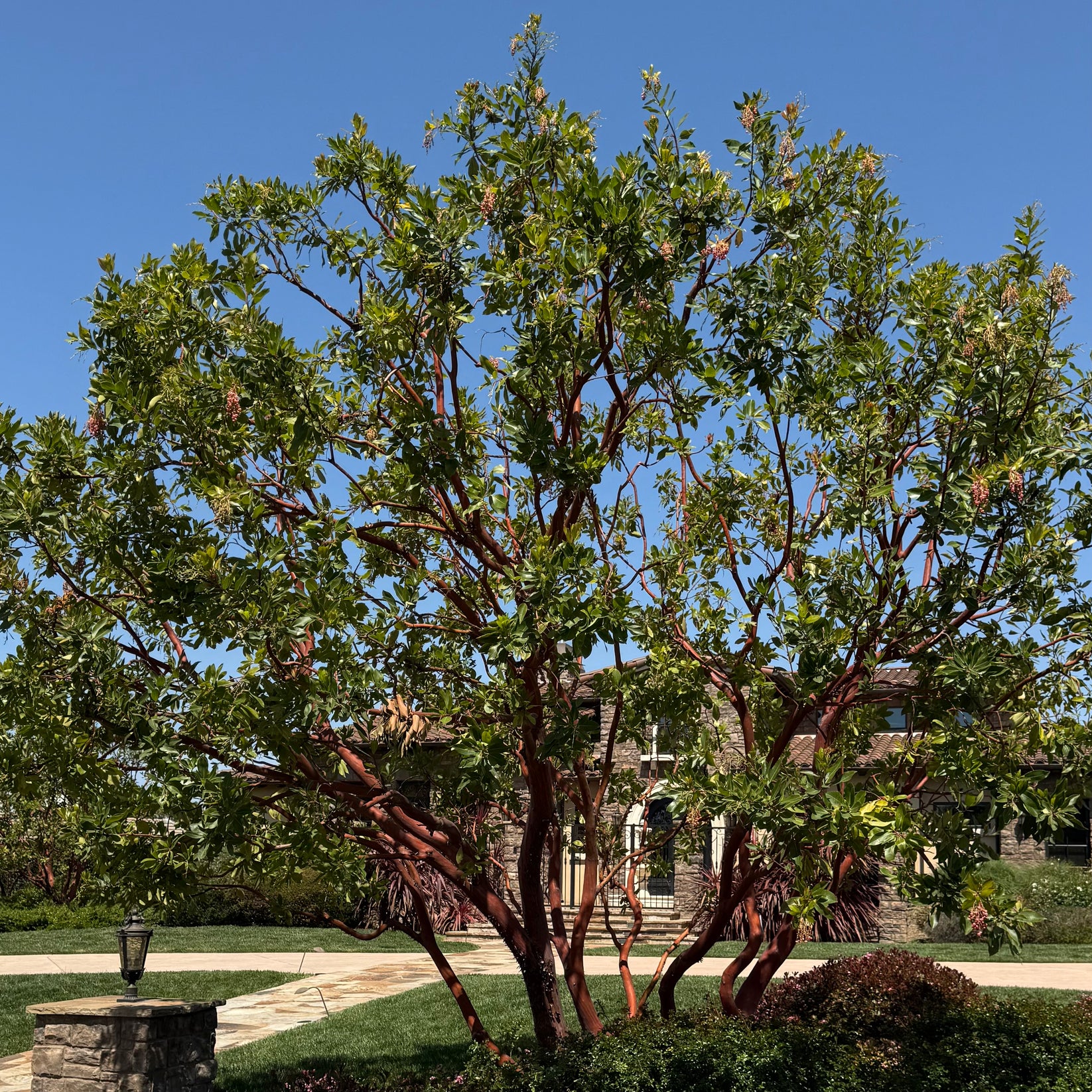 Marina Strawberry Tree Multi | Plants Express