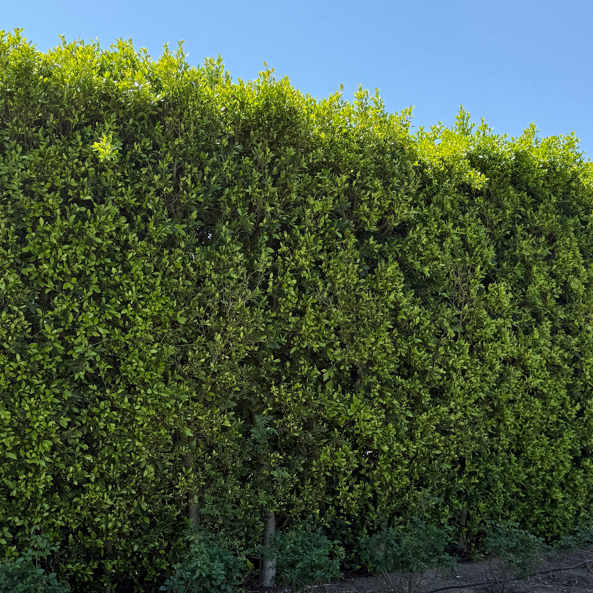 Indian Laurel Columns for Privacy | Plants Express