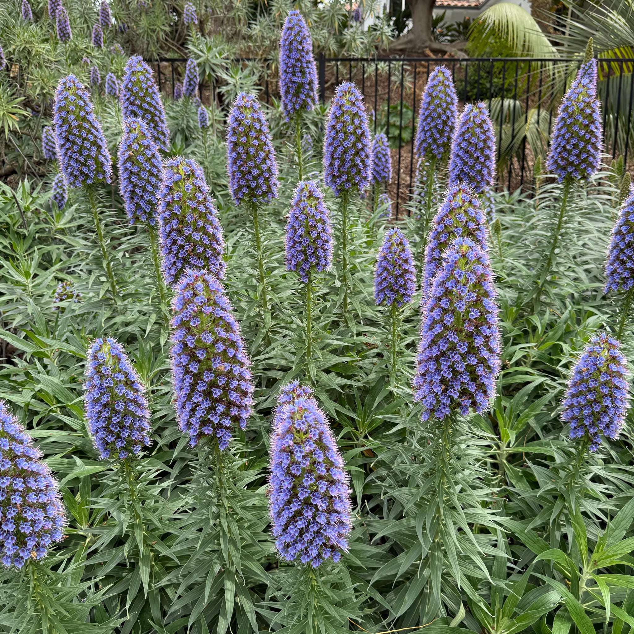 Pride of Madeira | Plants Express